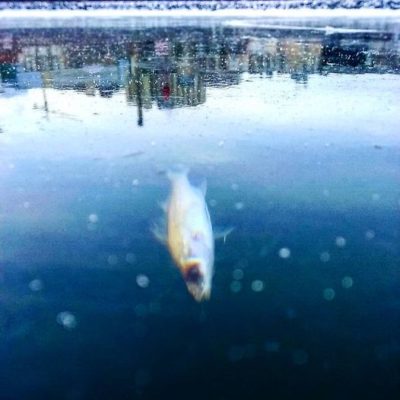 Fish Frozen in Lake Superior Ice Sheet - Perfect Duluth Day