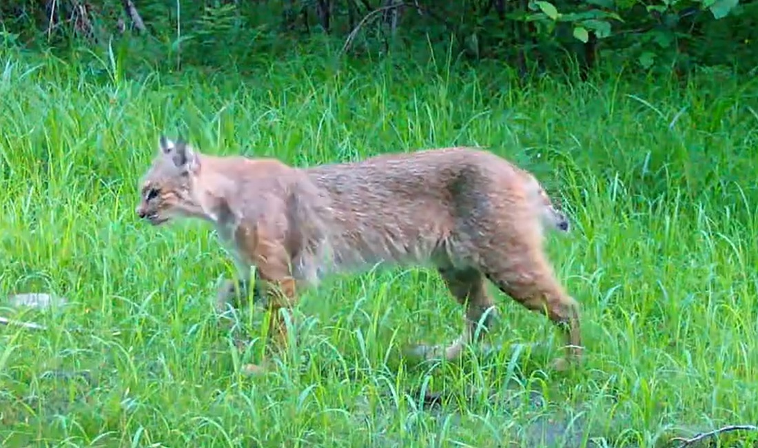 Summer Vignettes of Minnesota Wildlife - Perfect Duluth Day